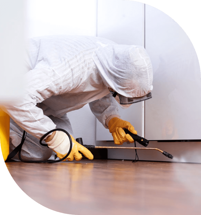 Servicios de control de plagas para hogares | Fumigaciones El Poblado